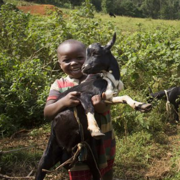 SCIAF Real Gifts – SCIAF Real Gifts Store